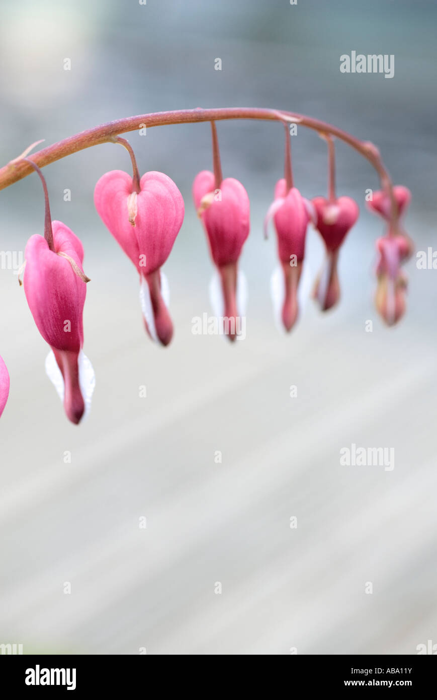 Love Lies Bleeding Tassel Flower Amaranthus caudatus Stock Photo - Alamy