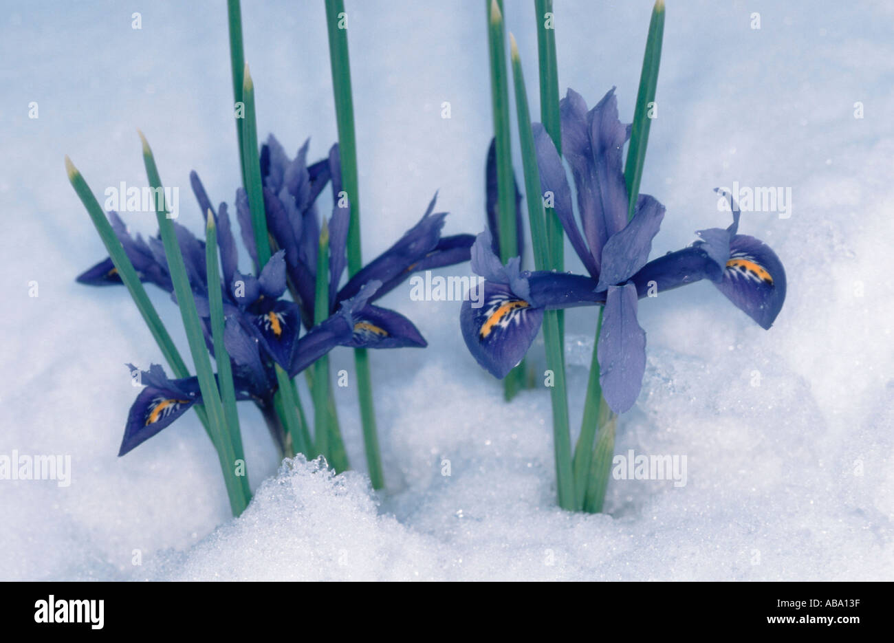 Iris in snow Iris reticulata Stock Photo - Alamy