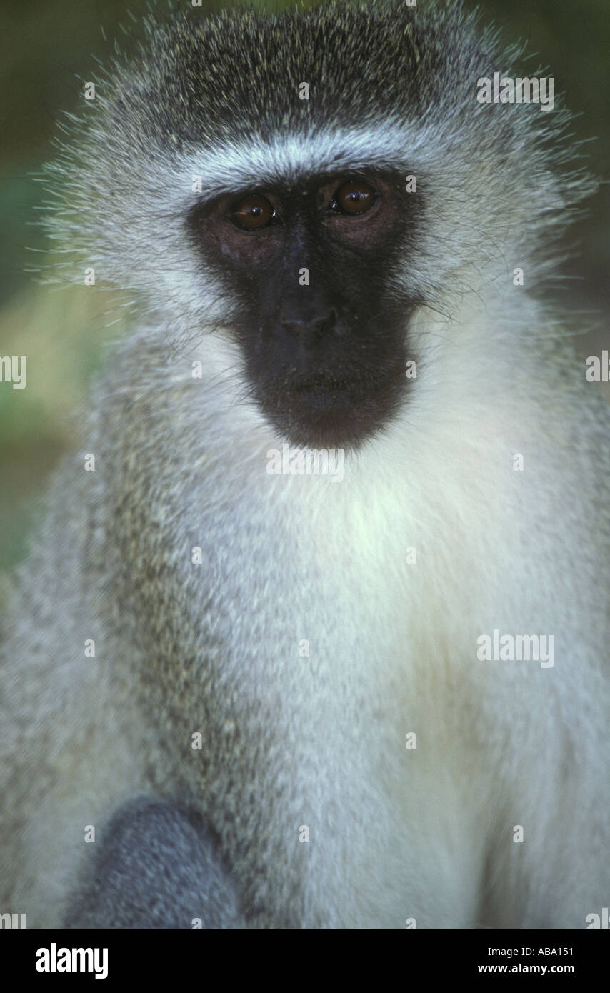 Vervet Monkey Cercopithecus aethiops Stock Photo - Alamy