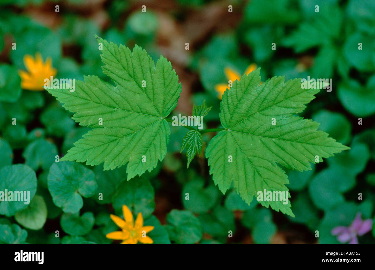 Sycamore seedling hi-res stock photography and images - Alamy