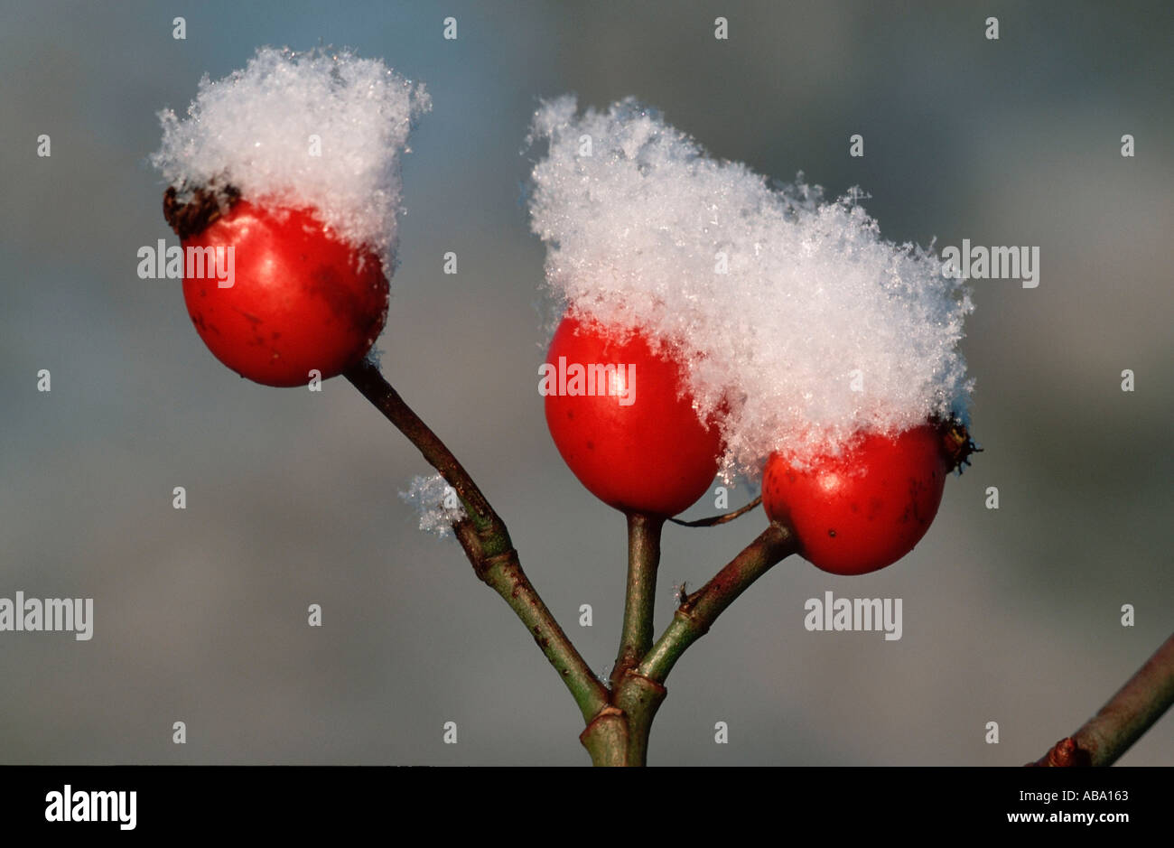 Cap rosa hi-res stock photography and images - Alamy