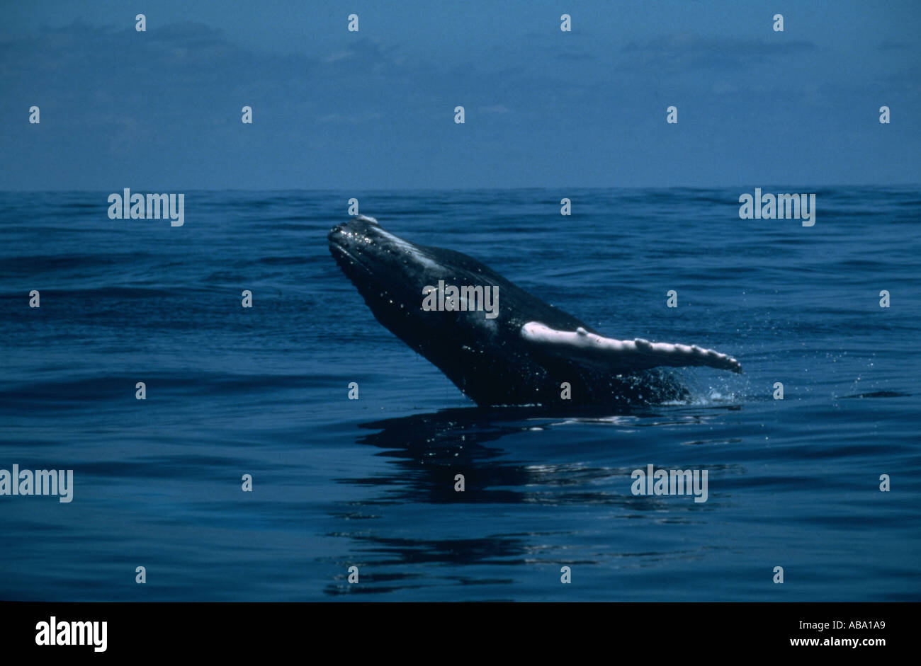 Humpback Whale Dominican Republic Stock Photo - Alamy