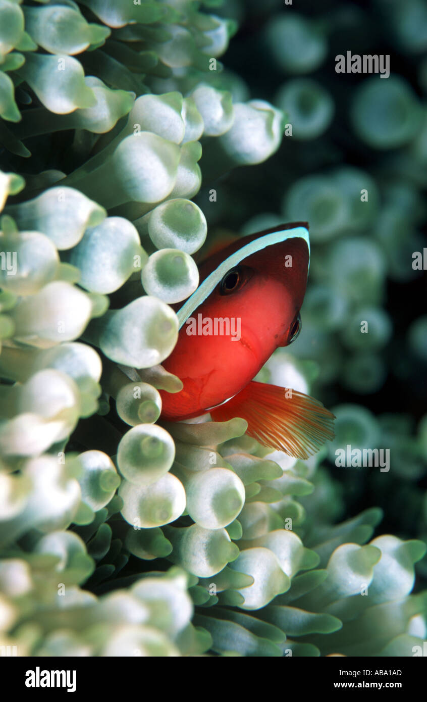 Palau micronesia flower hi-res stock photography and images - Alamy