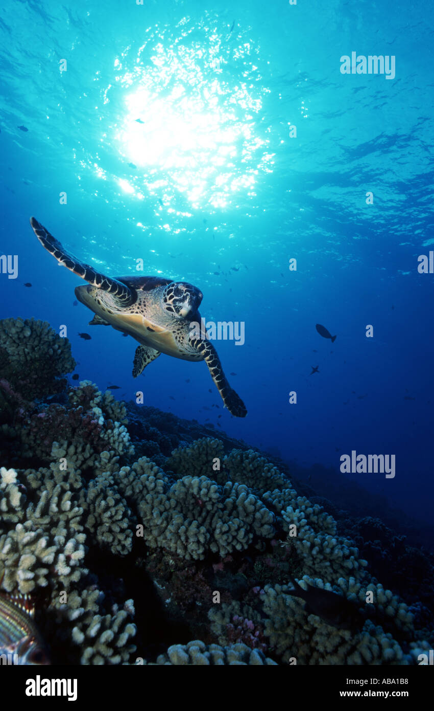 Hawksbill Turtle French Polynesia Stock Photo - Alamy