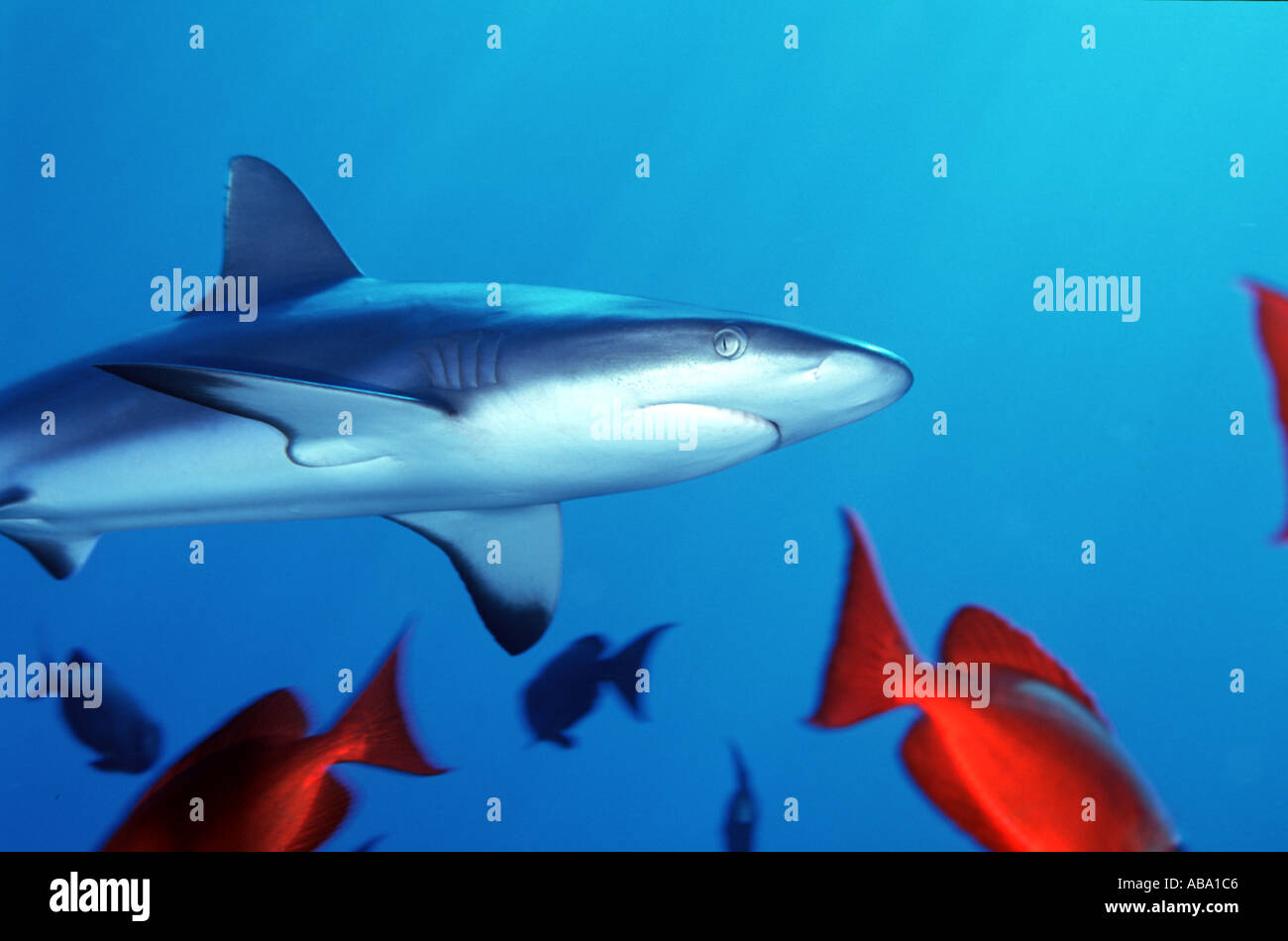 Grey reef shark at shark feeding hi-res stock photography and images ...