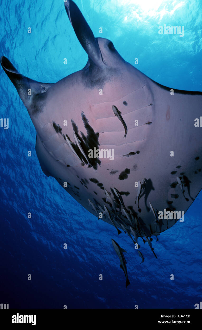 Manta Ray with Remoras French Polynesia Stock Photo - Alamy