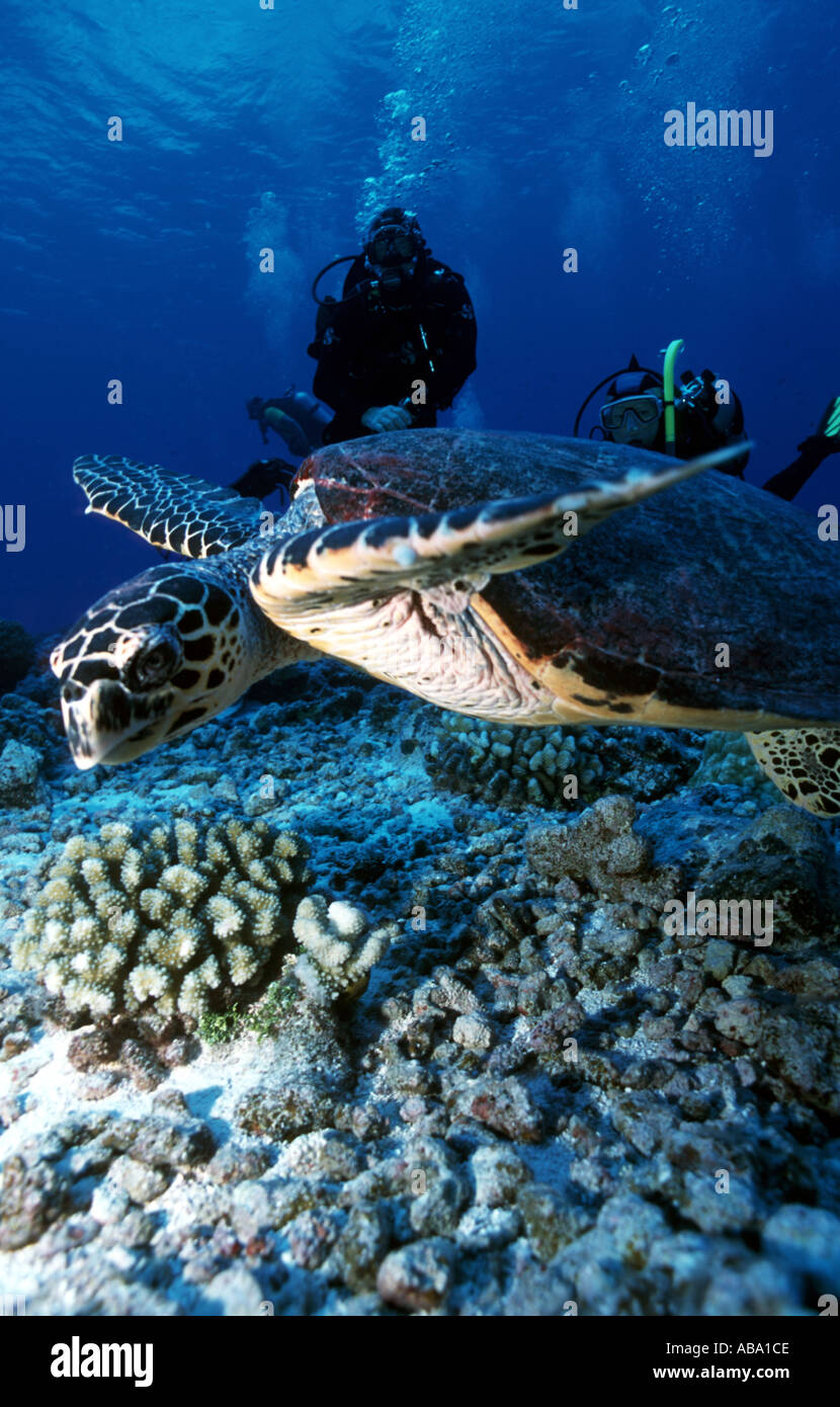Hawksbill Turtle French Polynesia Stock Photo - Alamy