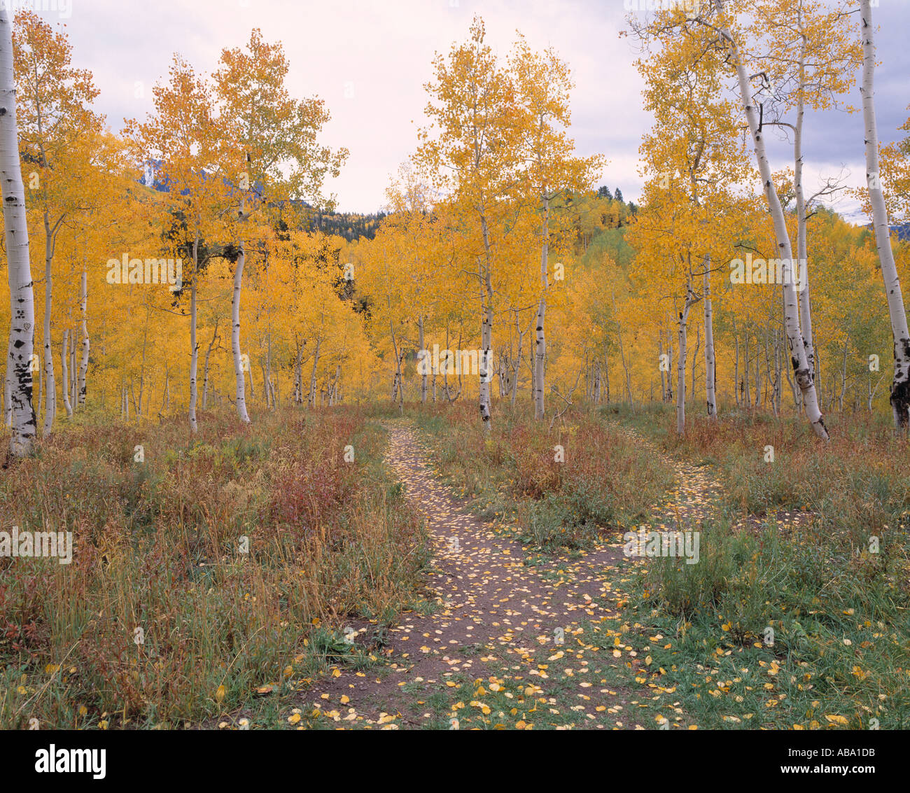 Divergent path amidst fall colored aspen forest Uncompahgre Nat l ...