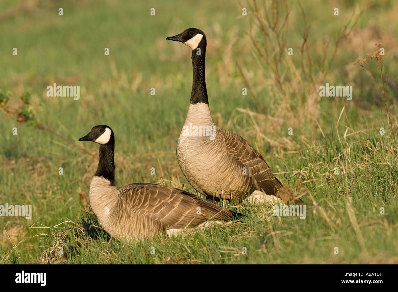 Two Canada Geese resting on a green grassy meadow Stock Photo - Alamy