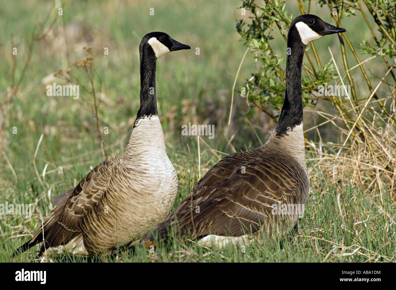 Two Canada Geese resting on a green grassy meadow Stock Photo - Alamy