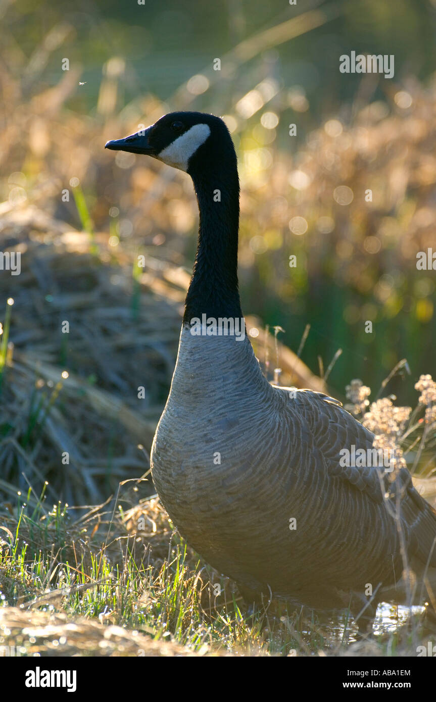 Back view goose bird hi-res stock photography and images - Alamy