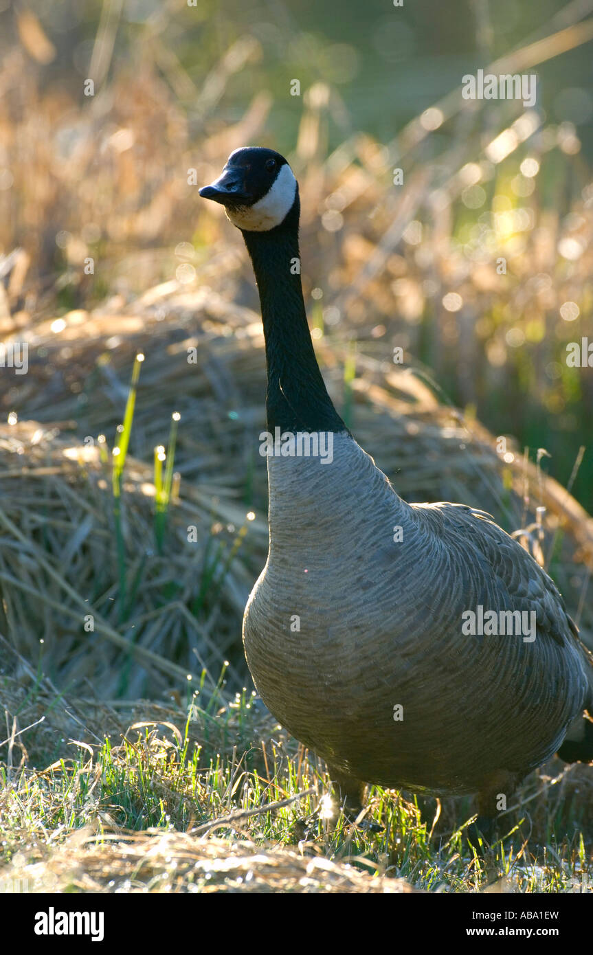 Back view goose bird hi-res stock photography and images - Alamy