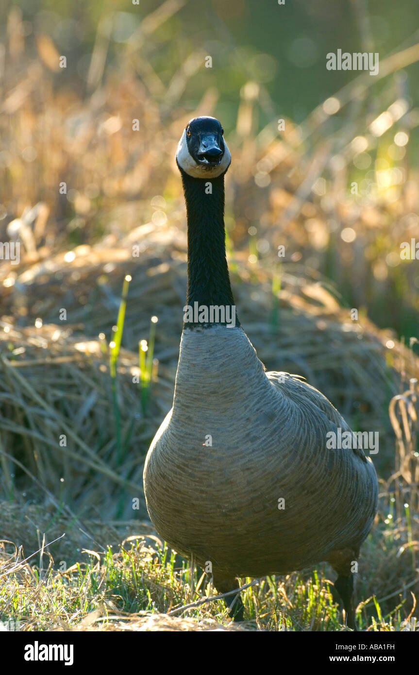 Back view goose bird hi-res stock photography and images - Alamy