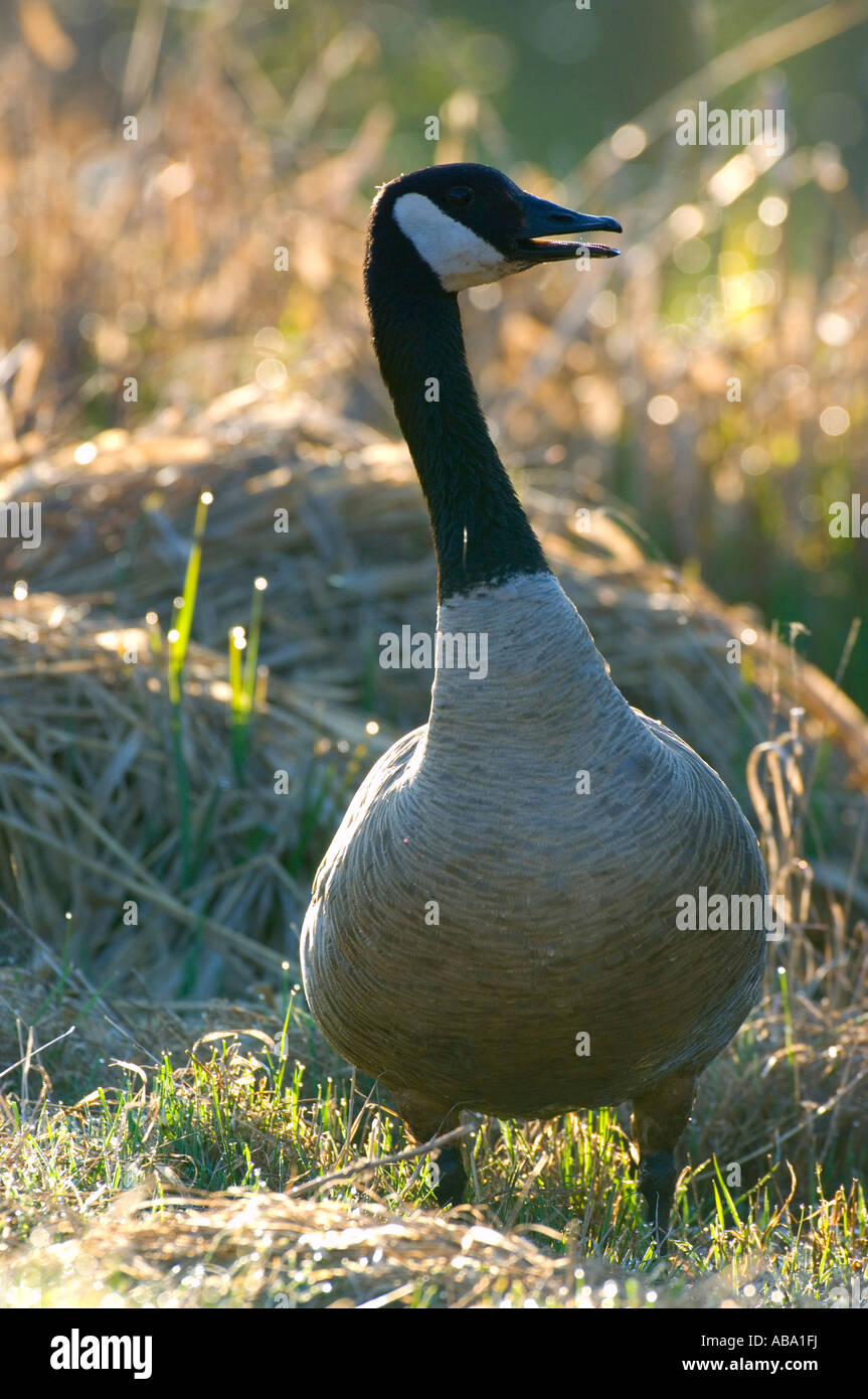 Back view goose bird hi-res stock photography and images - Alamy