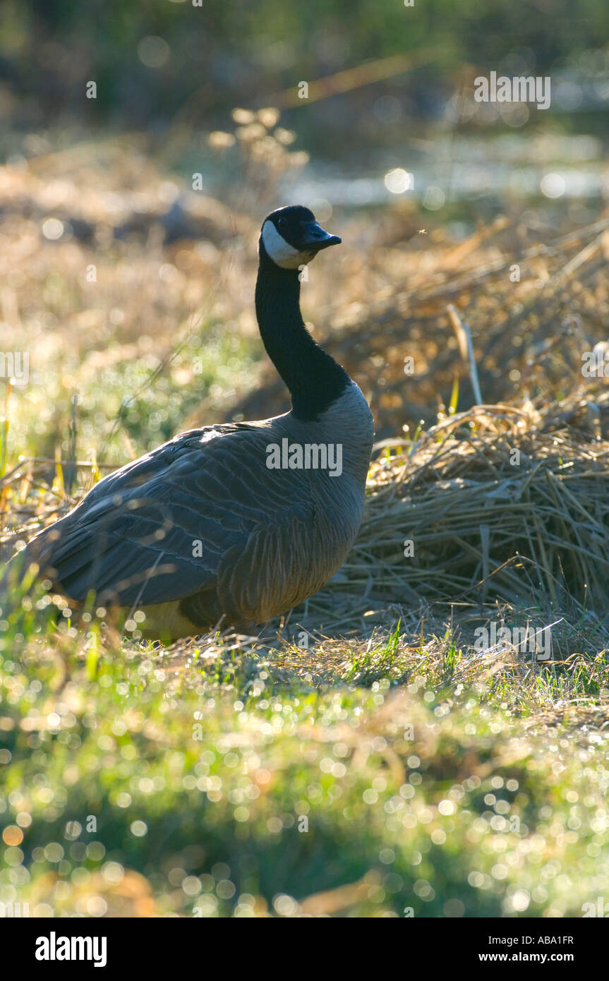 An adult Canada Goose Stock Photo - Alamy