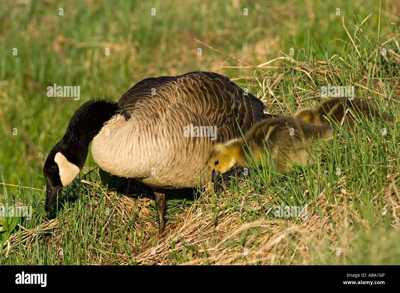 Canada geese goslings forage hi-res stock photography and images - Alamy