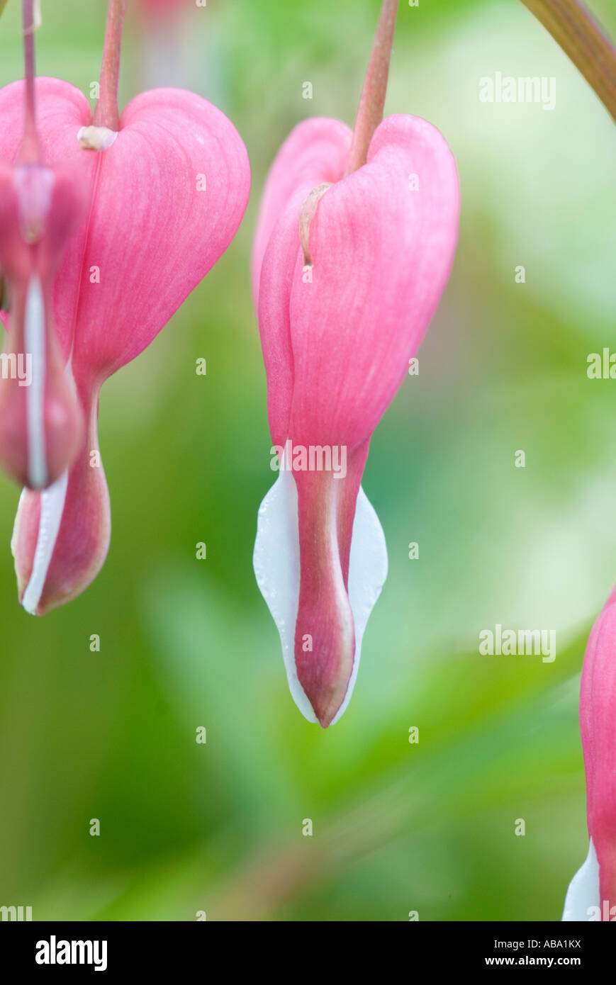Love Lies Bleeding Tassel Flower Amaranthus caudatus Stock Photo - Alamy