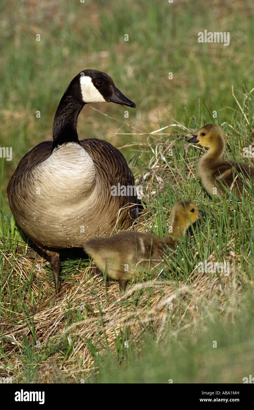 Canada Goose family Stock Photo - Alamy