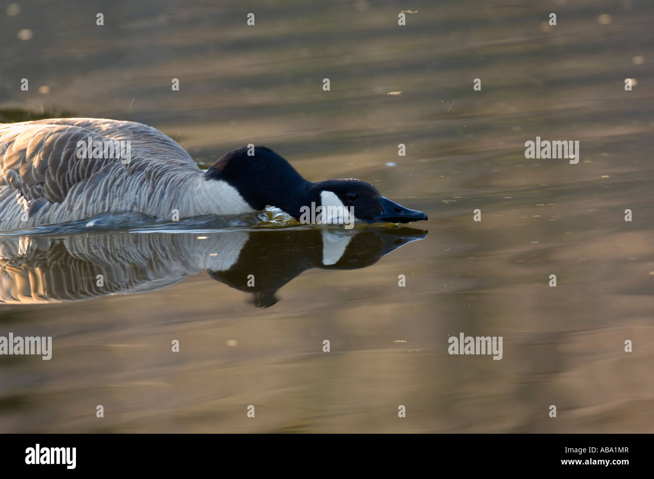 An adult Canada Goose swimming with his head down Stock Photo - Alamy