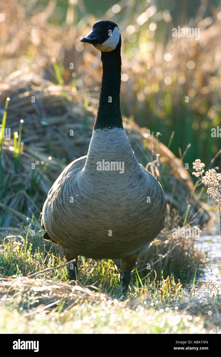 An adult Canadian Goose Stock Photo - Alamy