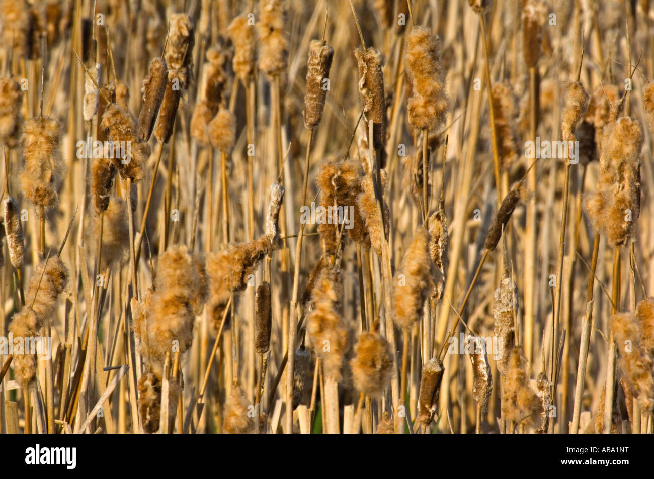 Marsh reeds hi-res stock photography and images - Alamy