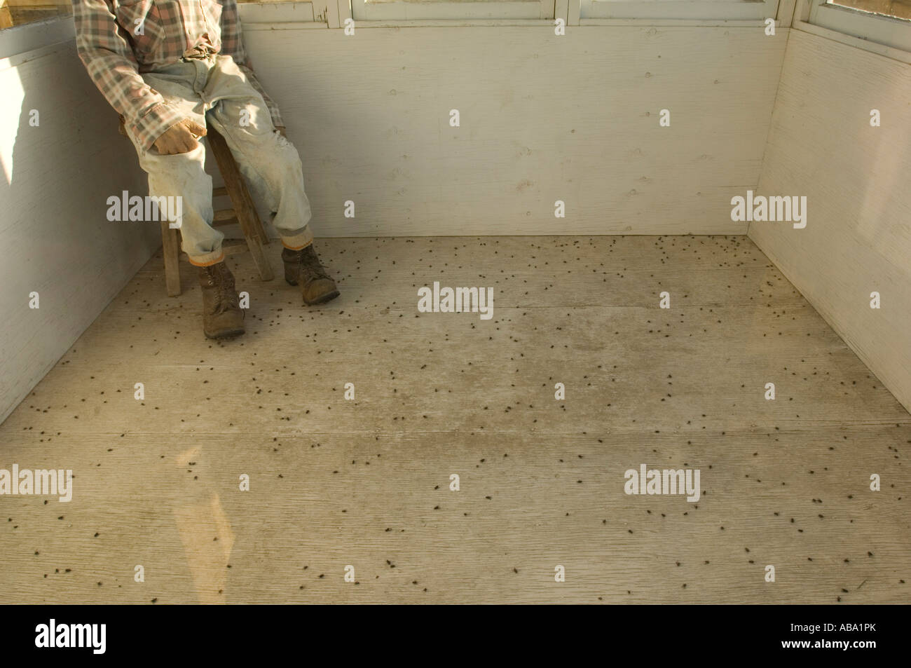 House flies hi-res stock photography and images - Alamy