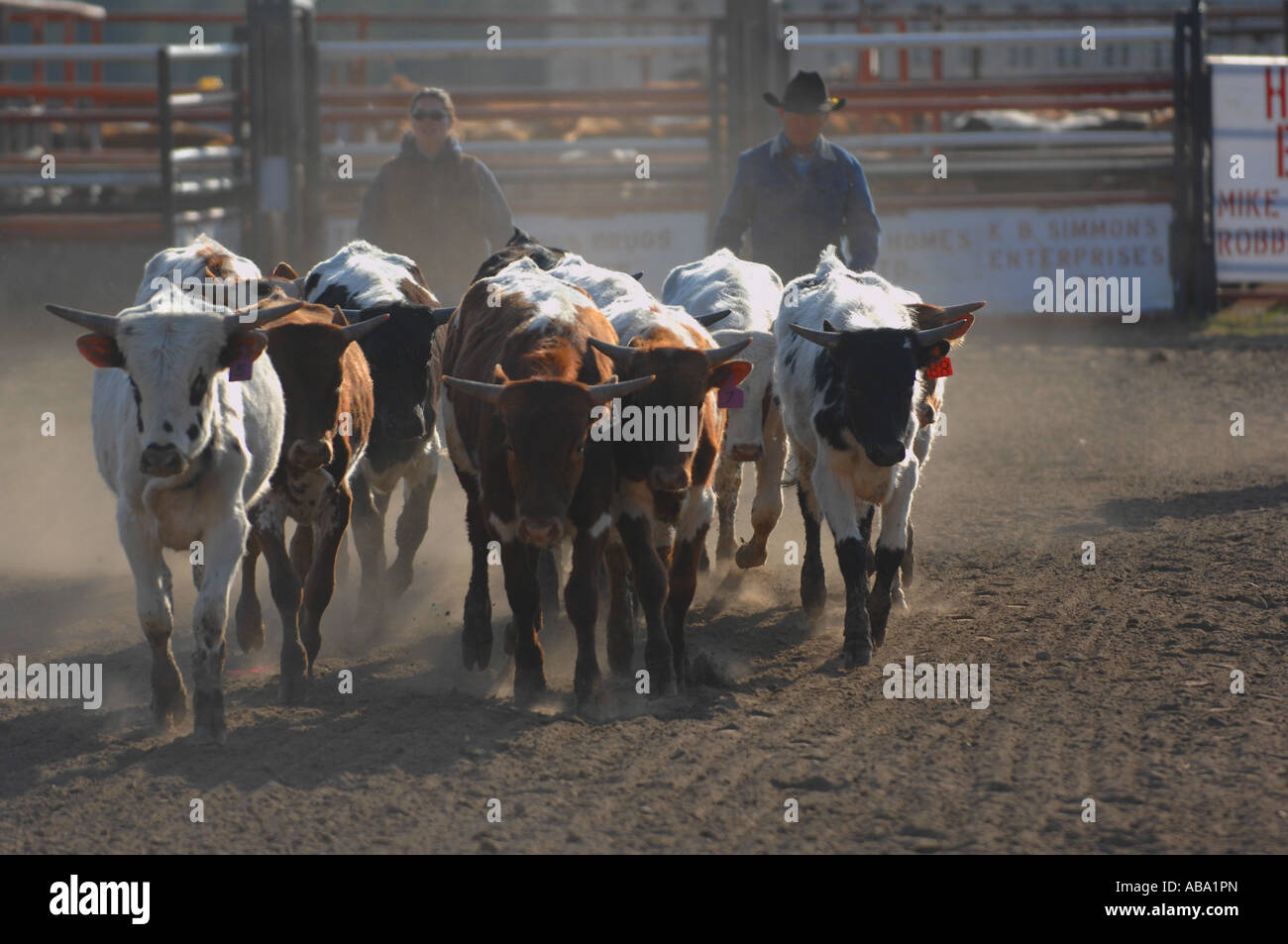 Cattle Stampede High Resolution Stock Photography and Images - Alamy