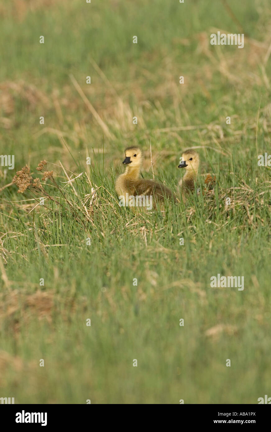 Baby geese goslings hi-res stock photography and images - Alamy