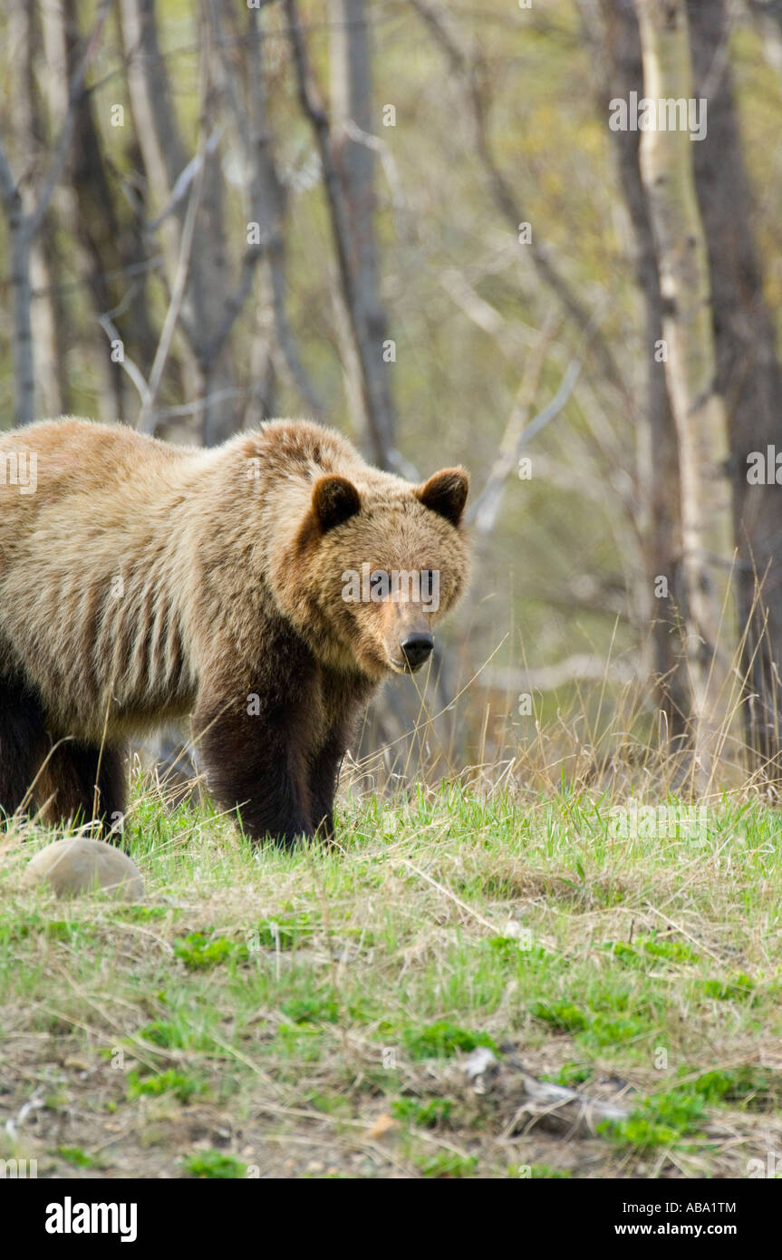 A vertical of a Grizzly Bear Stock Photo - Alamy