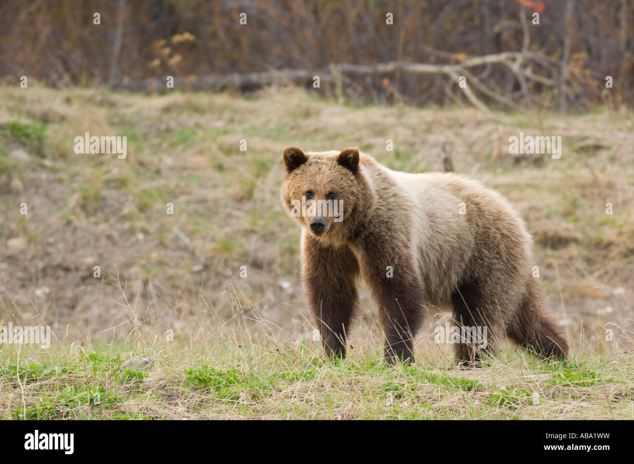 A juvenile Grizzly Bear Stock Photo - Alamy