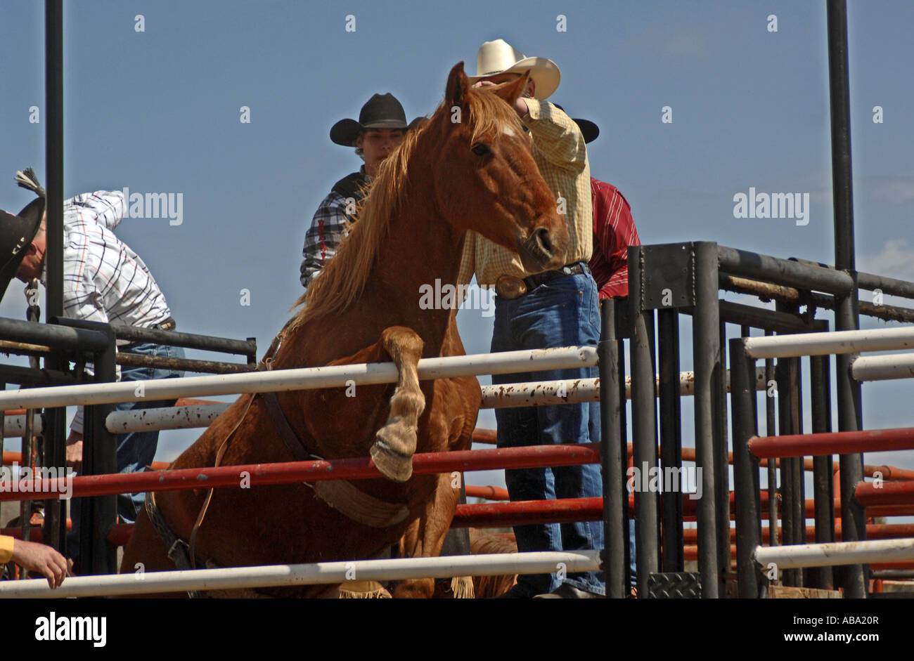 Rodeo horse standing on the top rail of a bucking chute Stock Photo - Alamy
