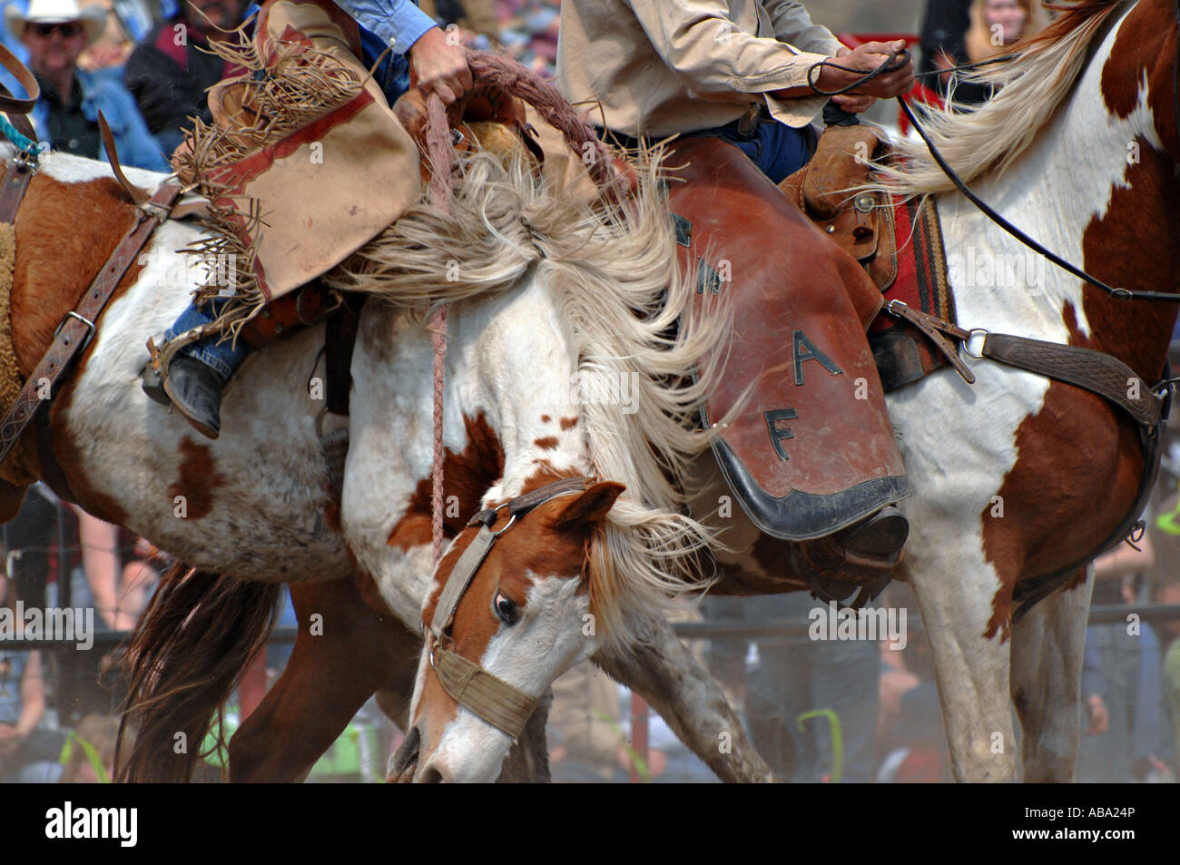 A Saddle Bronc Bucking Stock Photo - Alamy