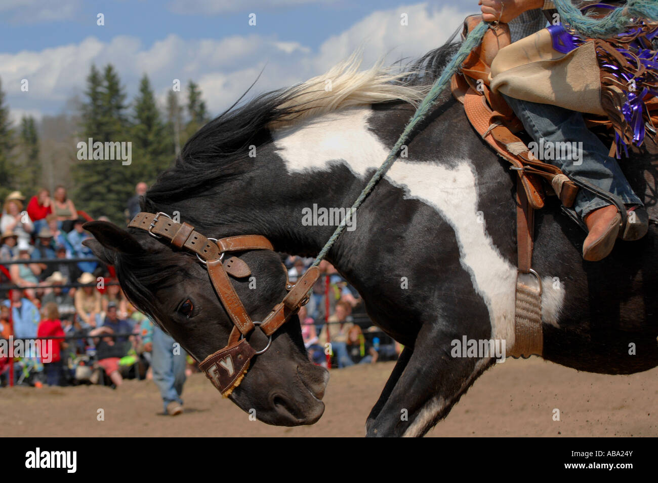 Saddle Bronc Bucking 5 Stock Photo - Alamy