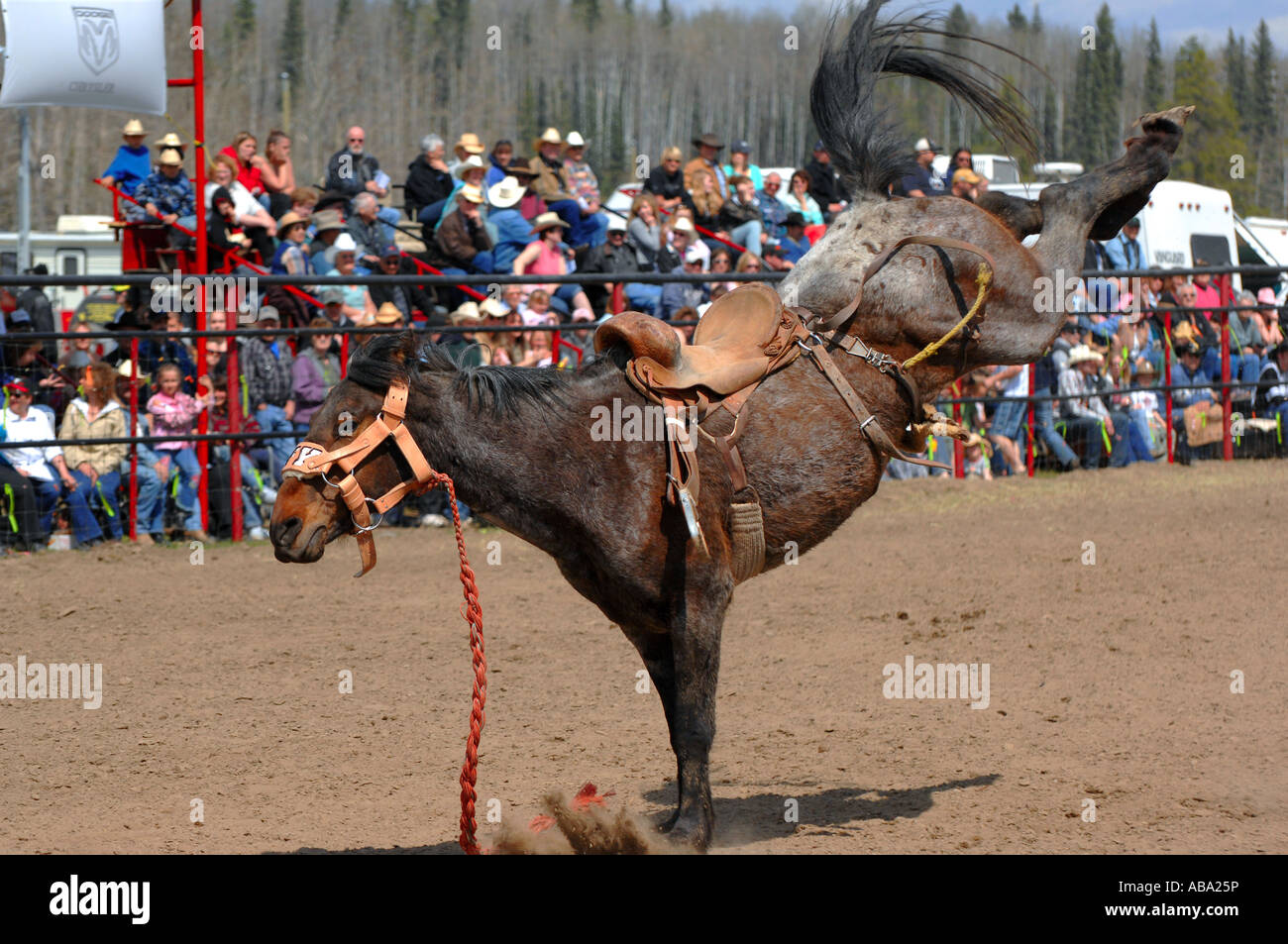 Saddle Bronc Bucking 7 Stock Photo - Alamy