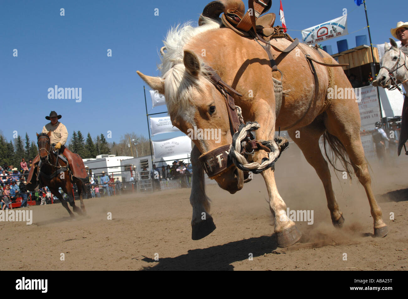 A Saddle Bronc Bucking at a rodeo Stock Photo - Alamy