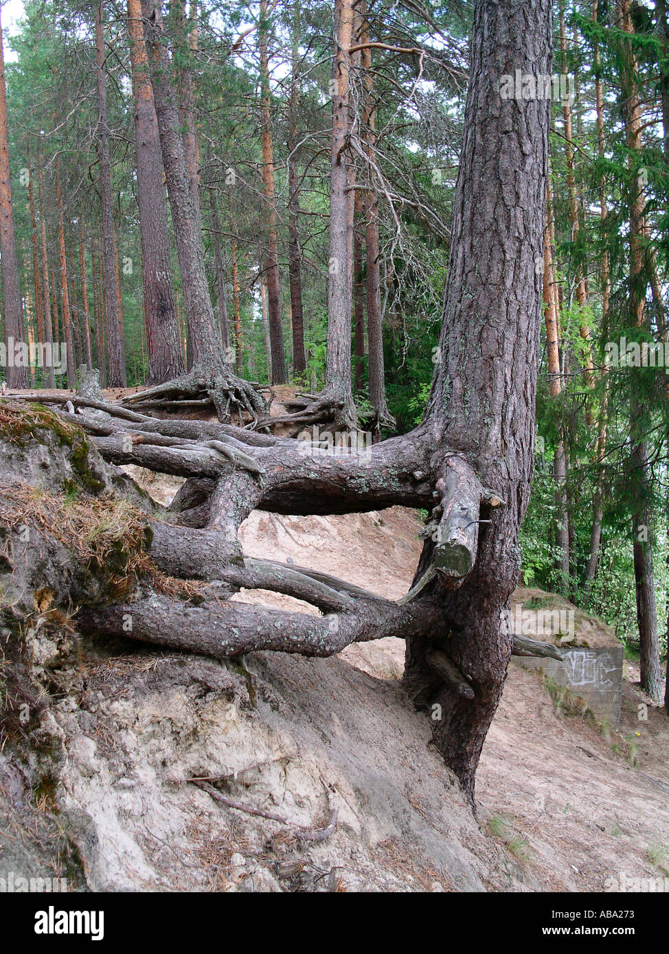 Tree roots exposed river erosion hi-res stock photography and images ...
