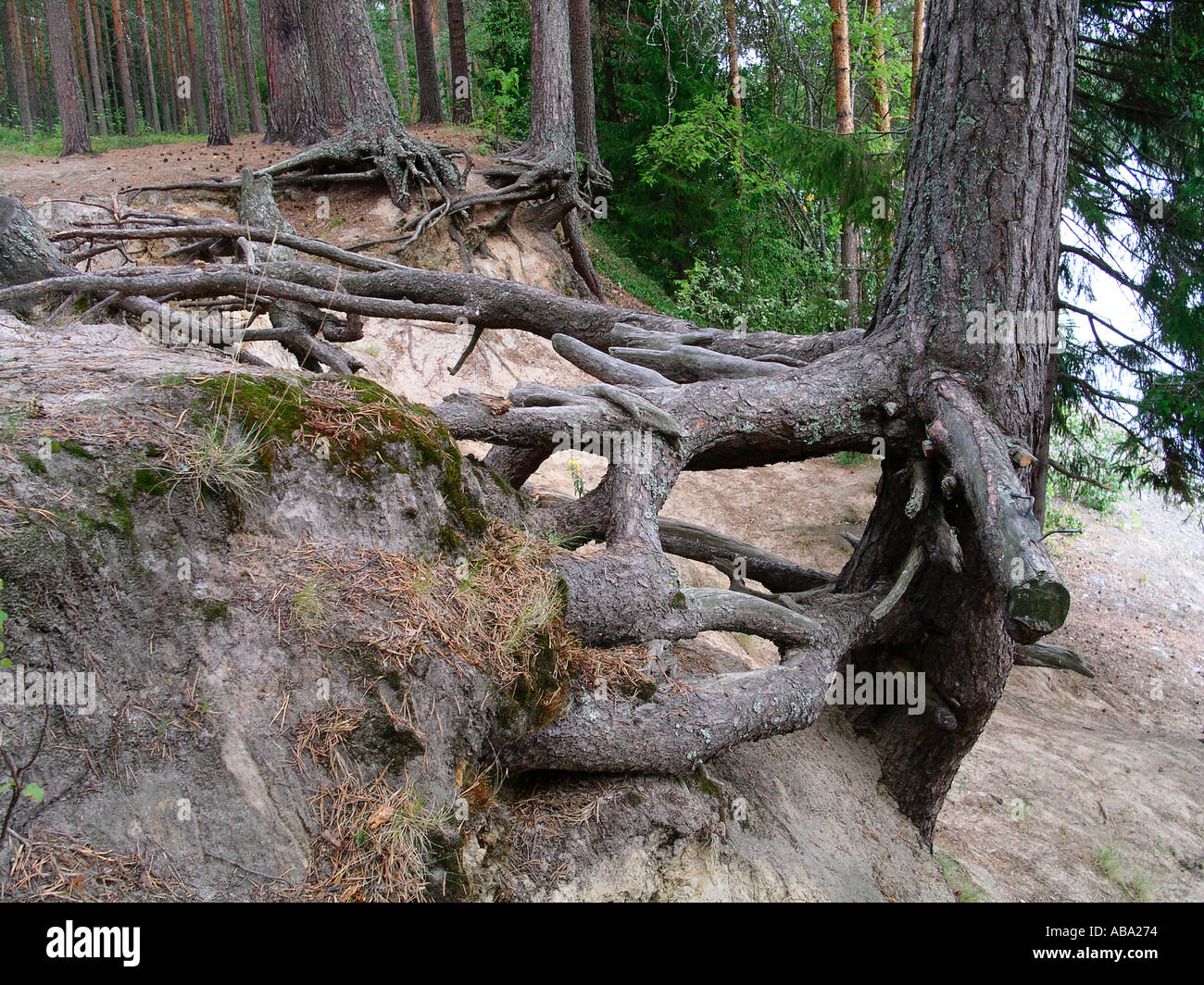 Exposed tree roots river bank hi-res stock photography and images - Alamy