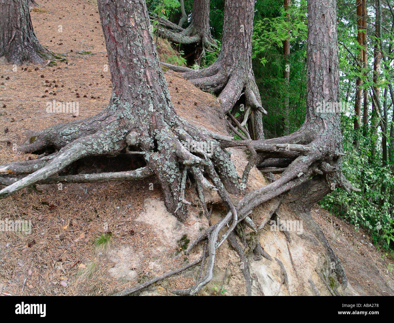 River bank erosion hi-res stock photography and images - Alamy