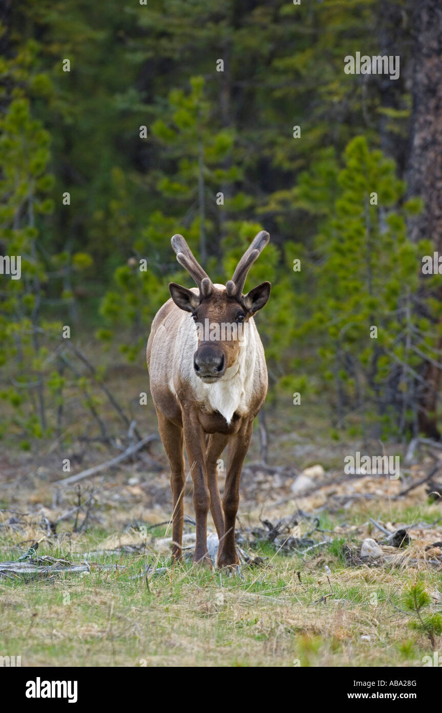 A endangered Woodland Caribou Stock Photo - Alamy