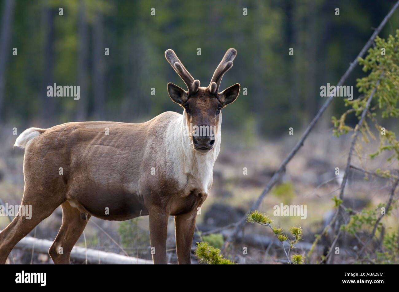 Woodland Caribou High Resolution Stock Photography and Images - Alamy
