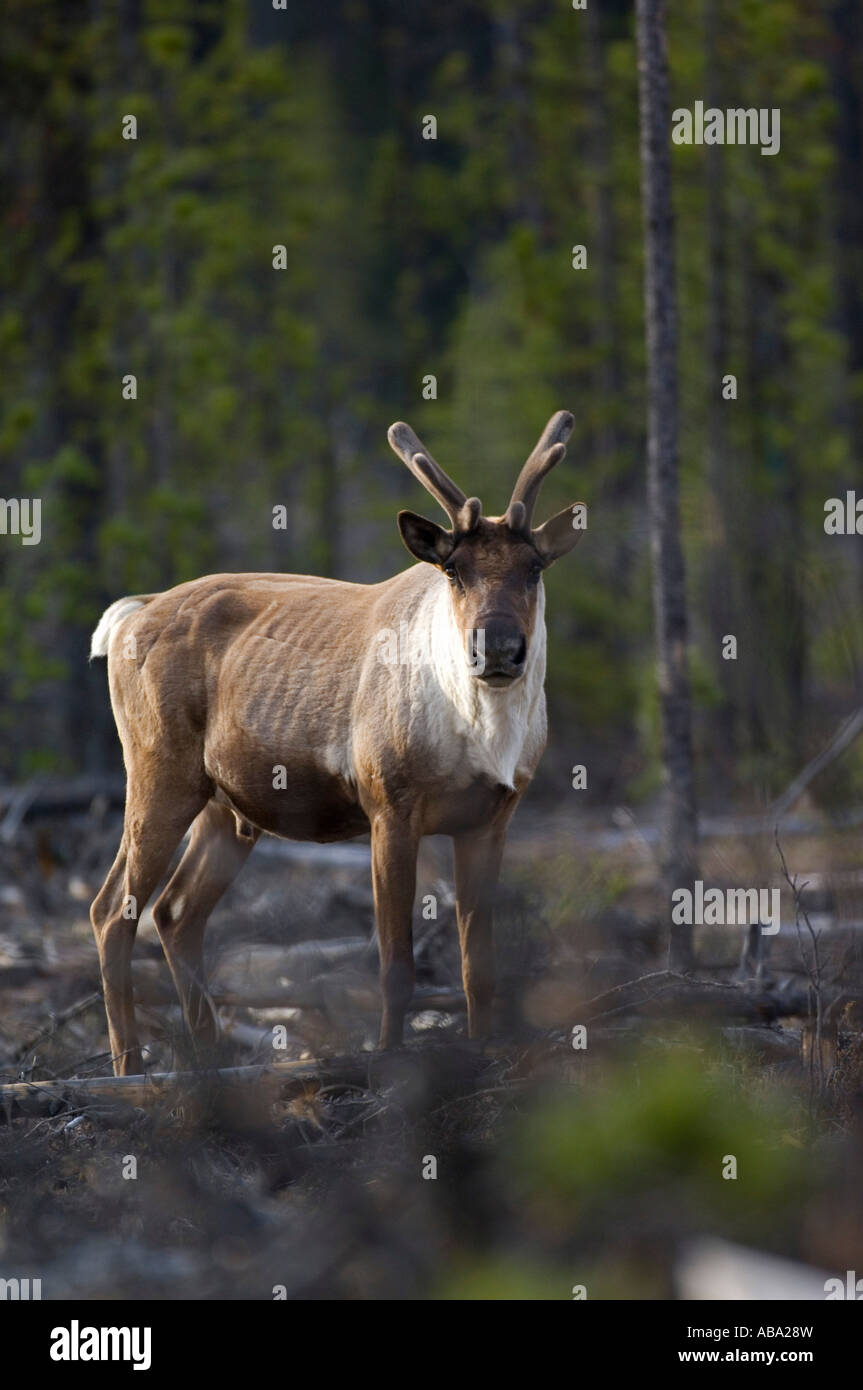 Woodland caribou hi-res stock photography and images - Alamy