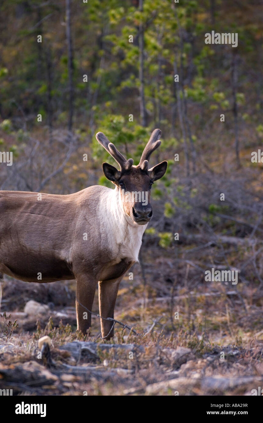 Woodland caribou hi-res stock photography and images - Alamy