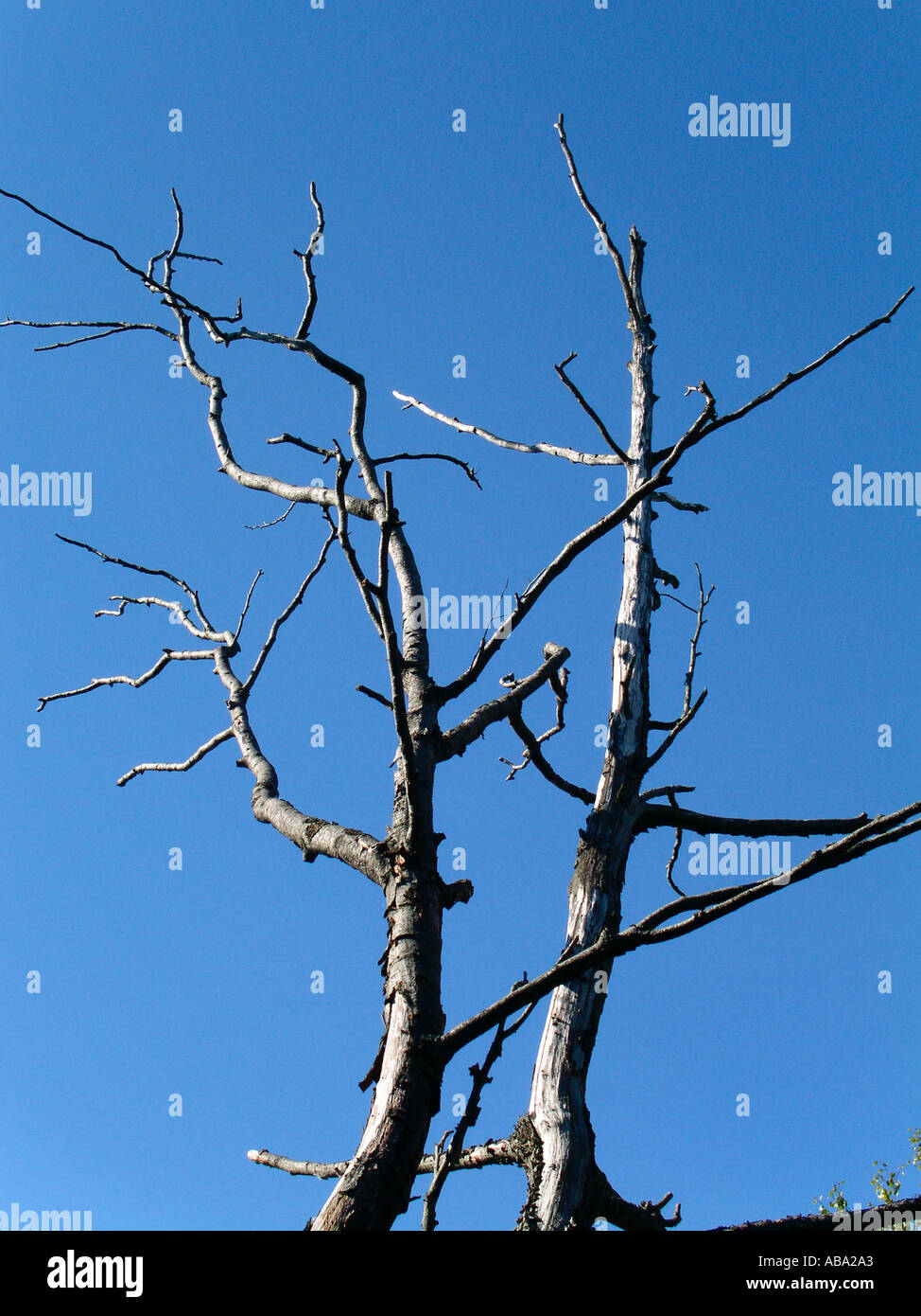 Dead top hi-res stock photography and images - Alamy