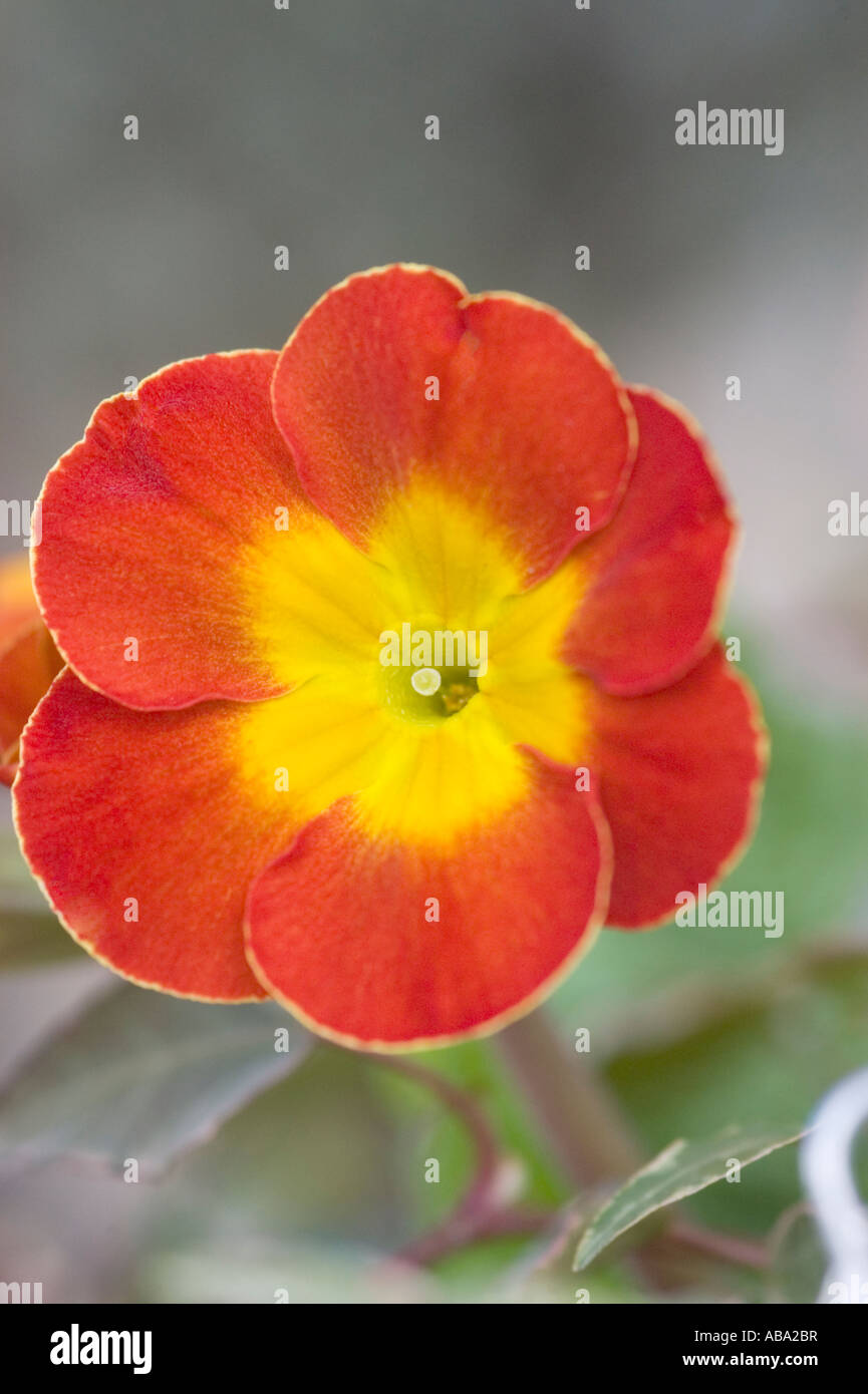 primula red flower head Stock Photo - Alamy