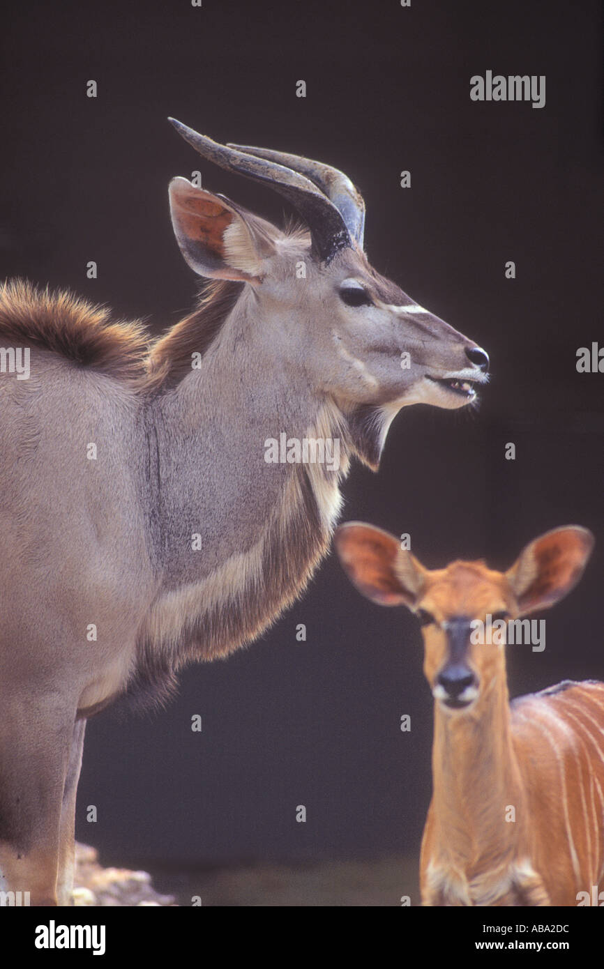 Female elands hi-res stock photography and images - Alamy