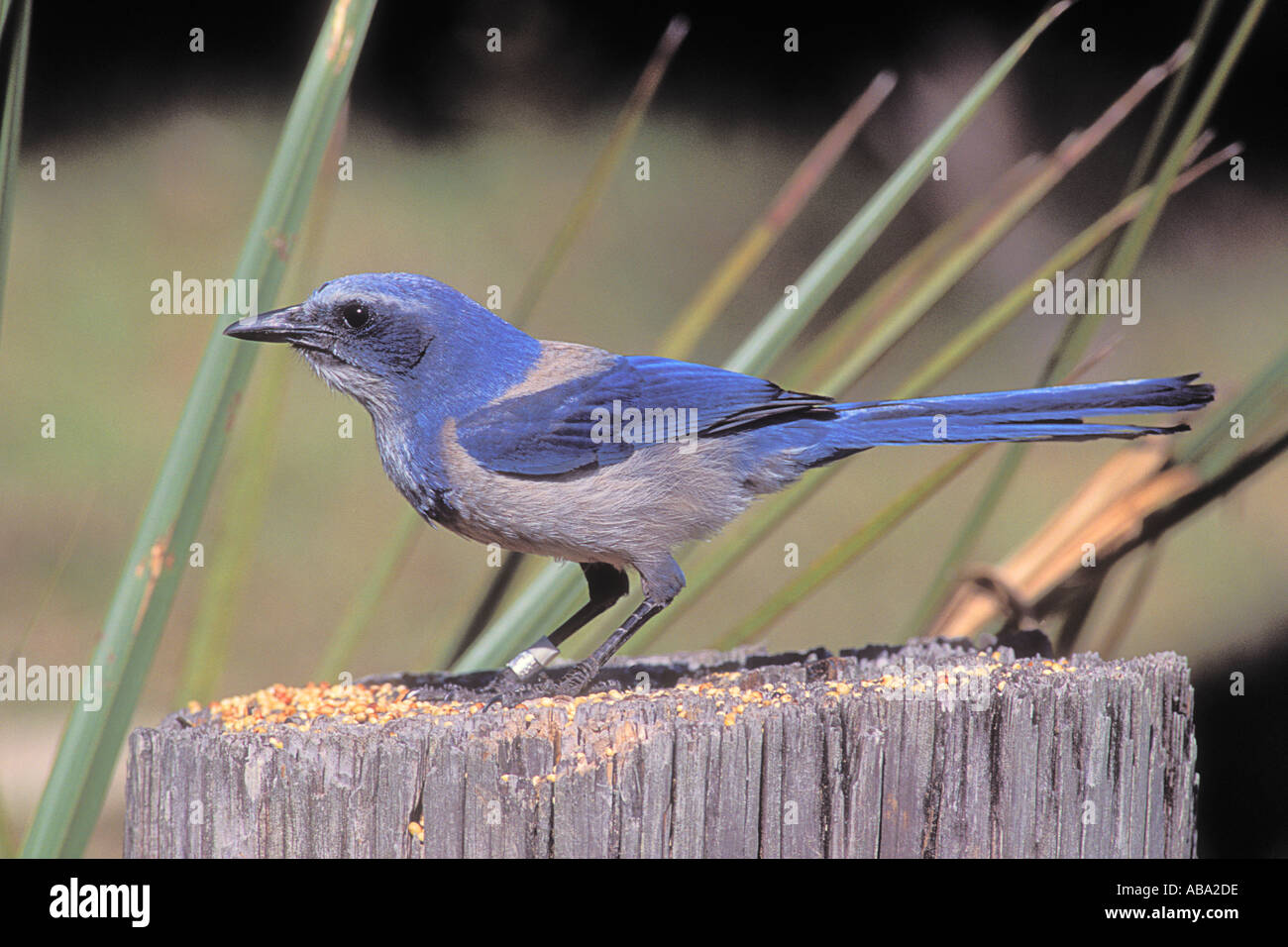 Florida blue jay hi-res stock photography and images - Alamy
