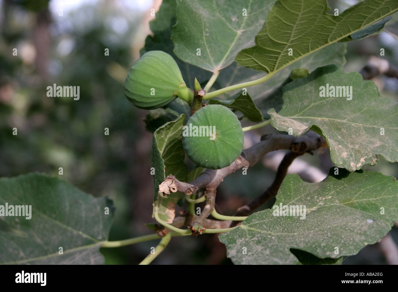 Figs growing on a tree in Tozeur south tunisia Stock Photo - Alamy