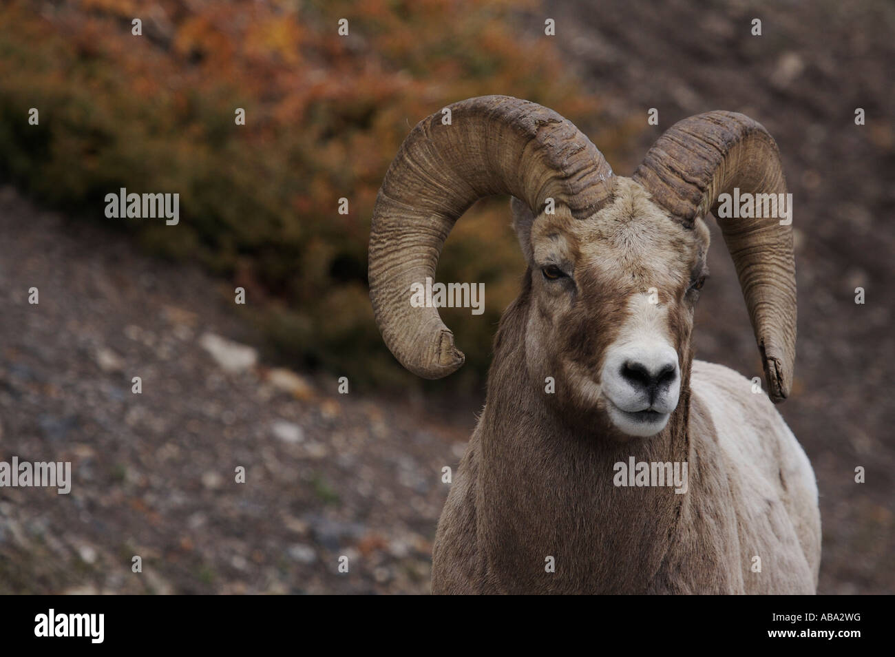 Wildlife Portrait: Mountain Sheep/BigHorn Stock Photo - Alamy