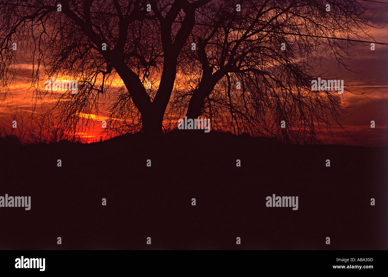 NIGHT SKY Orange sky through a tree at sunset Part of Series Stock ...