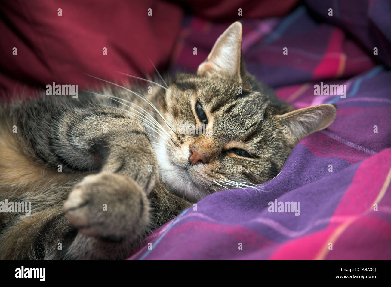 Mauve paws hi-res stock photography and images - Alamy